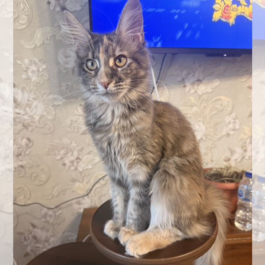 Мейн-кун котёнок