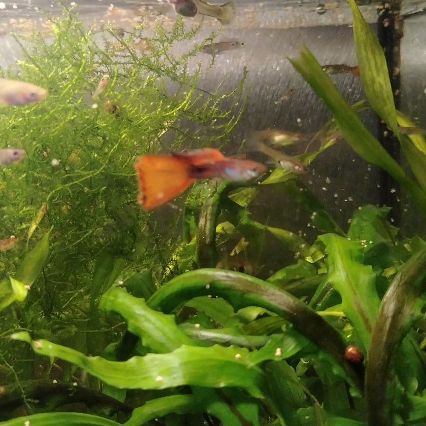 Аквариумные рыбки гуппи