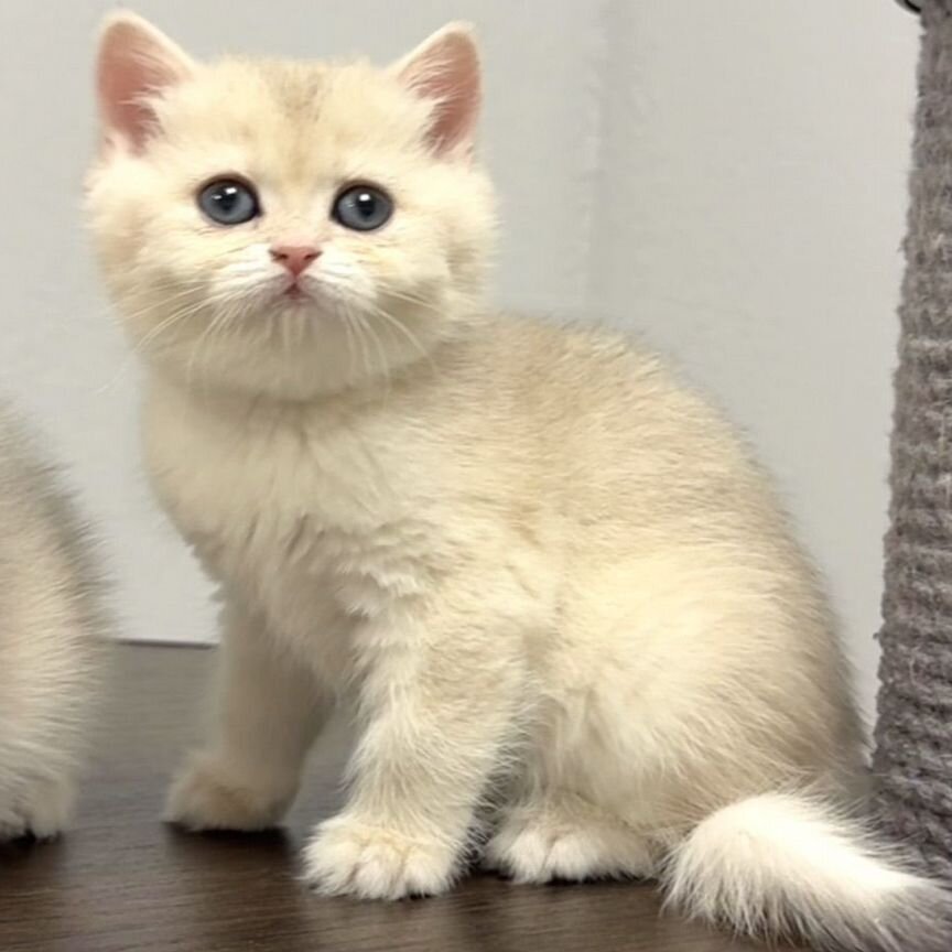 Британский короткошёрстный котёнок