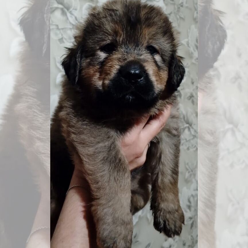 Щенки