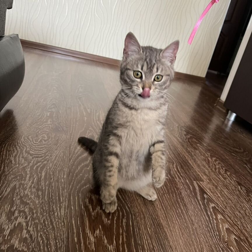 Котенок