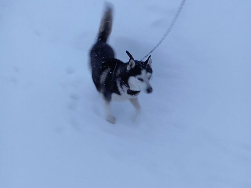 Собака в добрые руки отдам бесплатно около 3 лет
