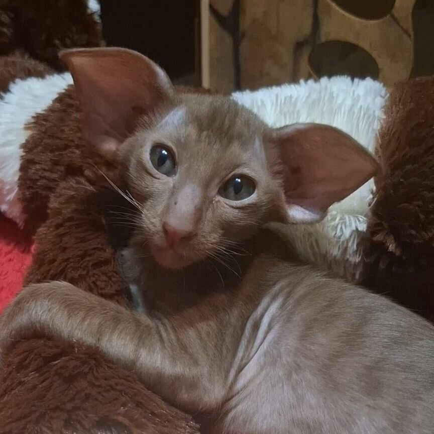 Ориентальные котята экстрим