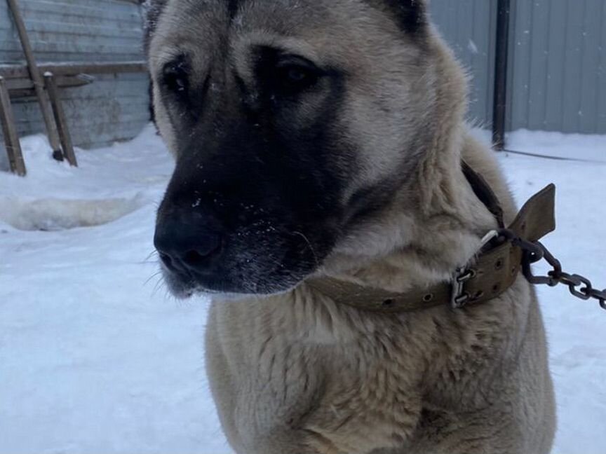 Отдам в добрые руки собаку породы Кангал