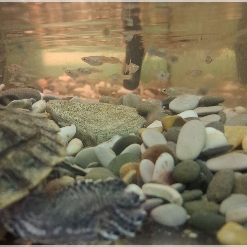 Гуппи эндлера (дикари)