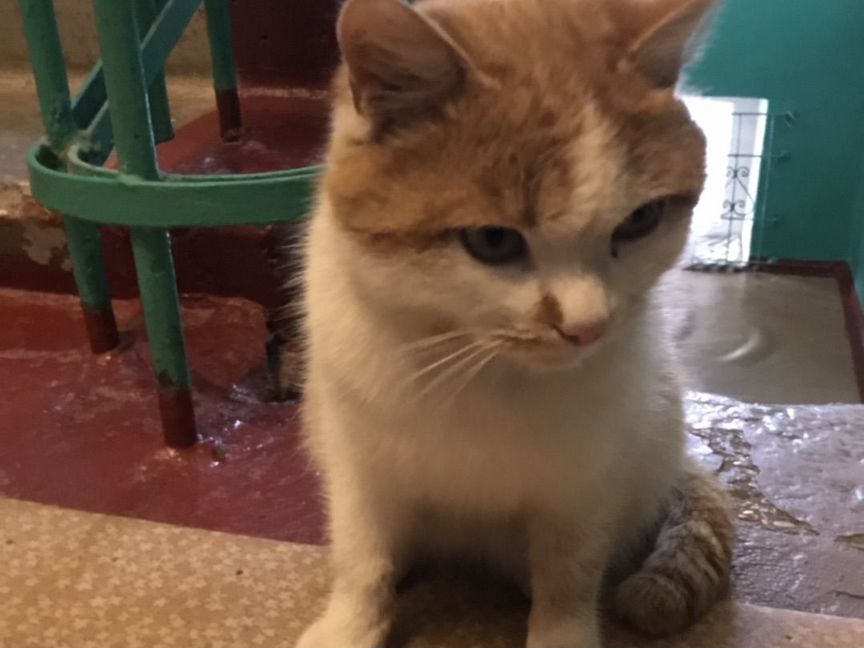 Кот Рыжулик