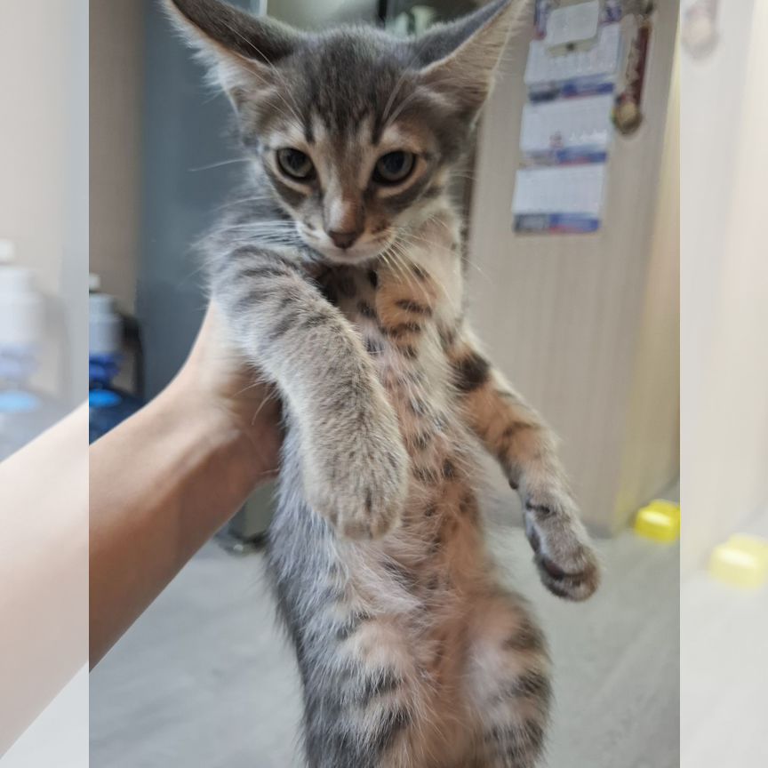 Котёнок в добрые руки