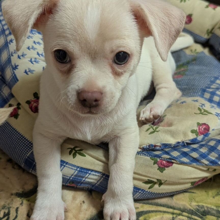 Щенки чихуахуа