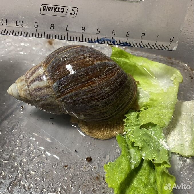 Улитка Ахатина в добрые руки