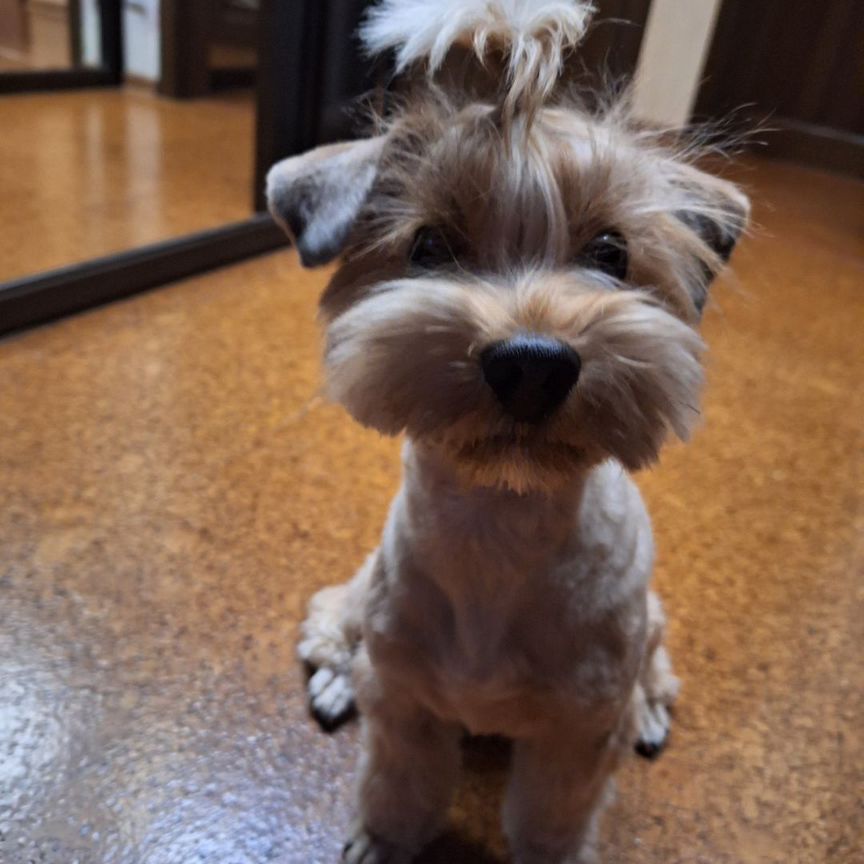 Йоркширский терьер