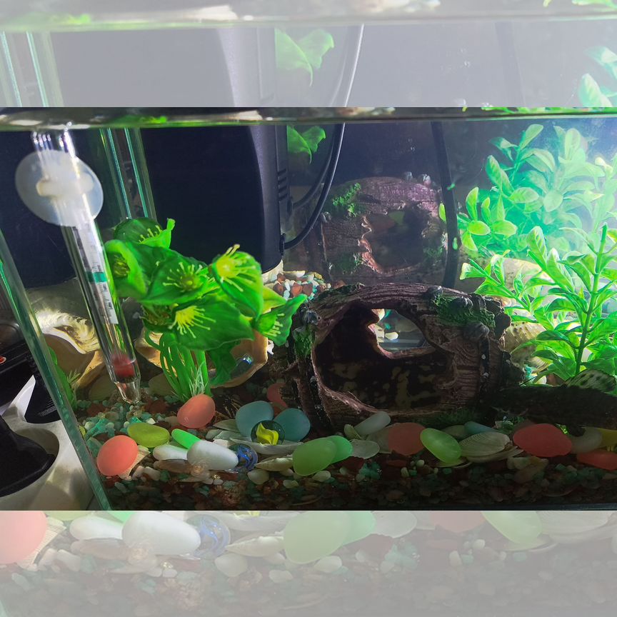 Аквариум с рыбками
