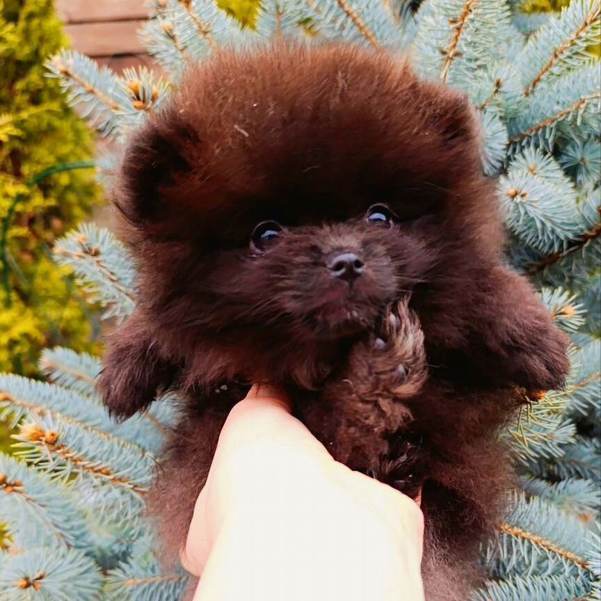Померанский шпиц щенок шоколад