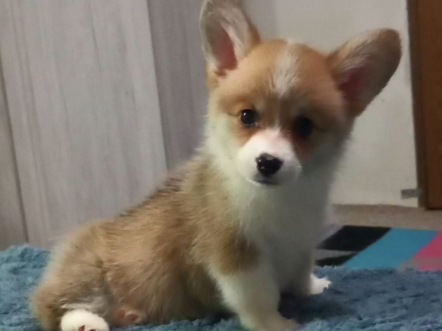 Вельш-корги пемброк девочка