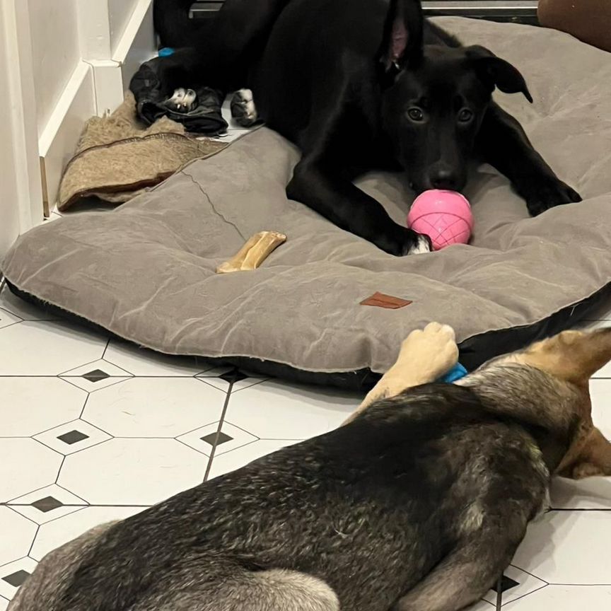 Лучшие в мире щенки