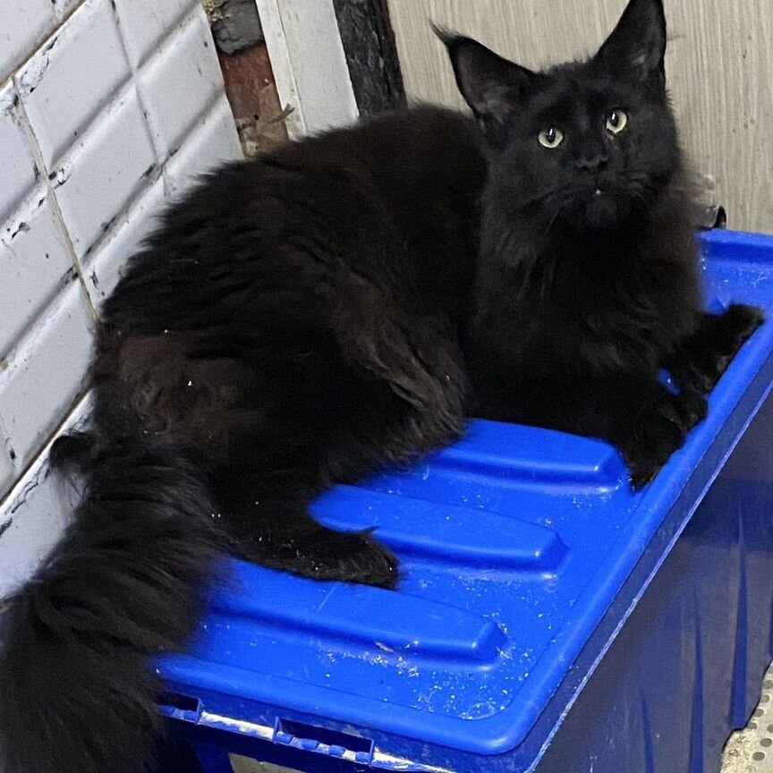 Мейн кун полидакт