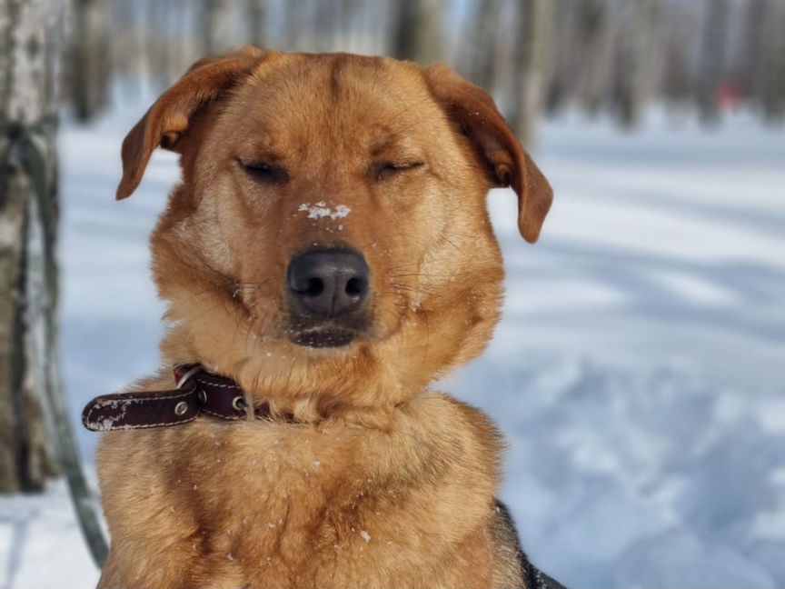 Собака в добрые руки