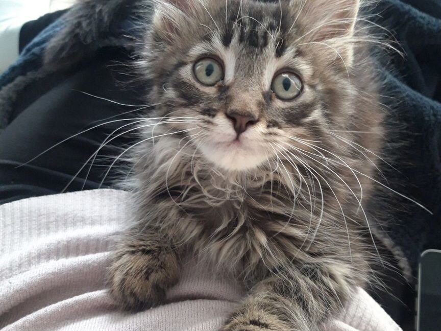 Котенок мейн куна