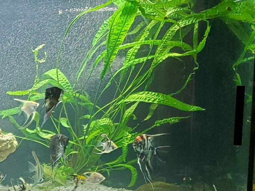 Криптокорина