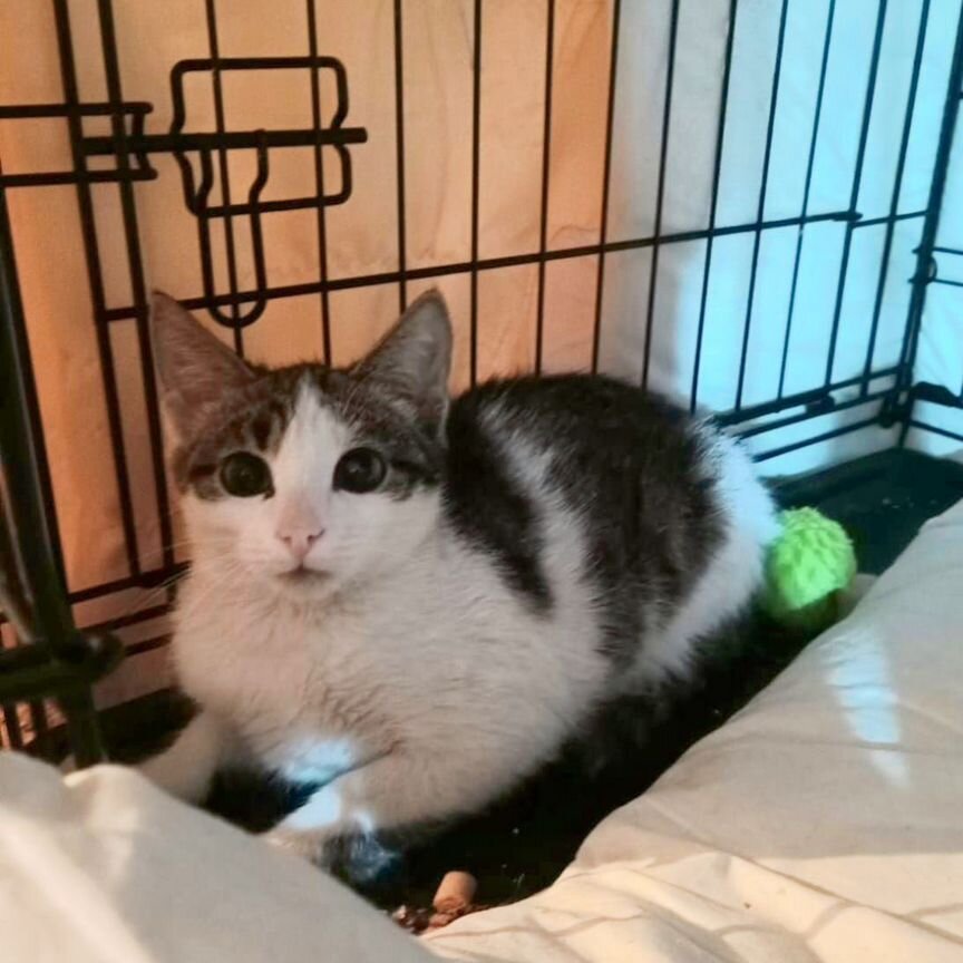 Котенок Йода ищет дом
