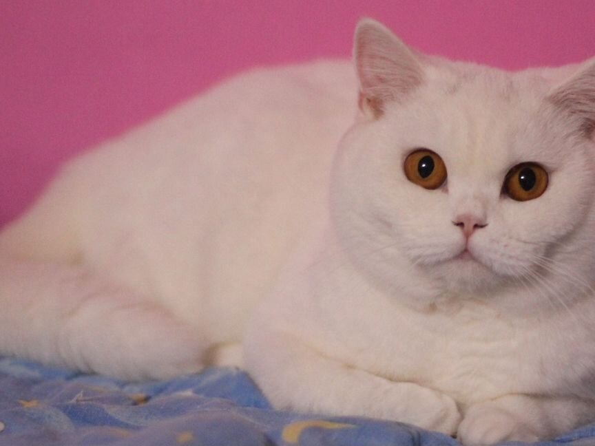 Кошка британской породы в разведение