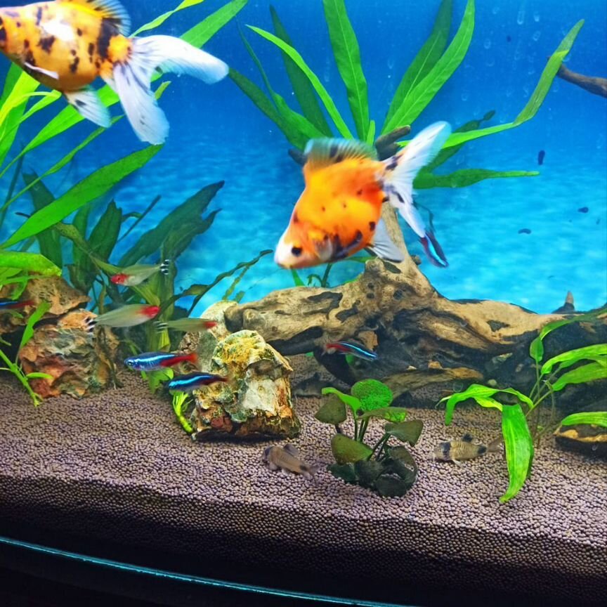 Золотые рыбки