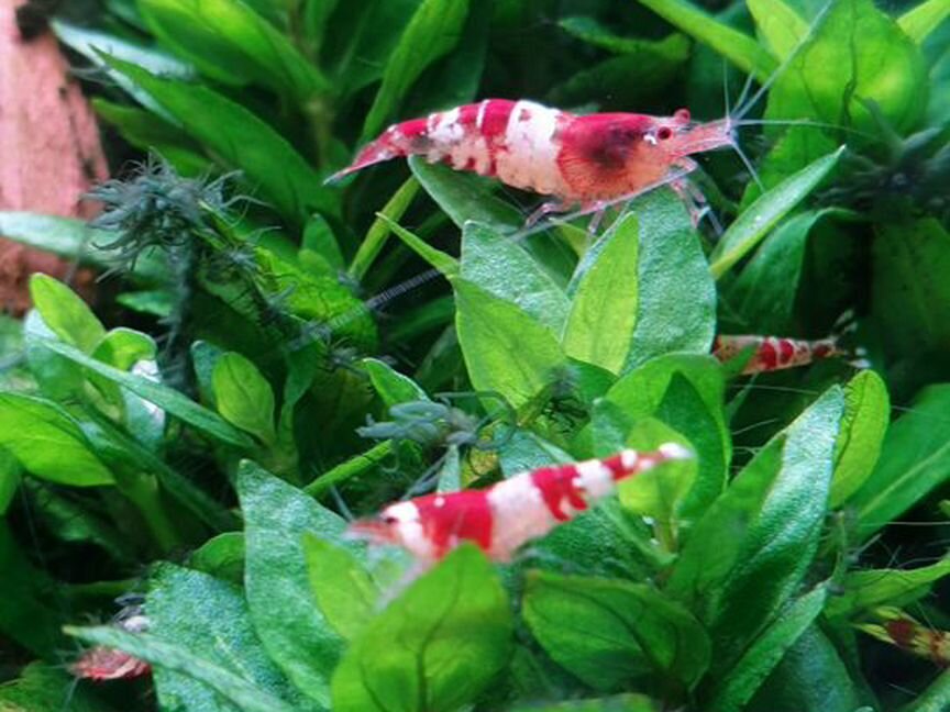 Креветки " Красный кристалл"