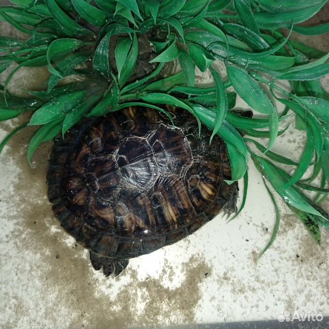 Водяная черепаха