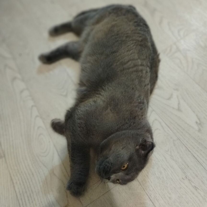 Шотландская вислоухая короткошёрстная, взрослая кошка