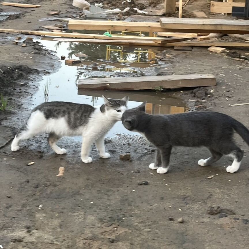 Котята в добрые руки бесплатно москва