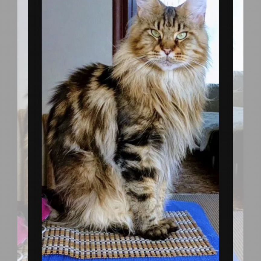 Домашние животные котята