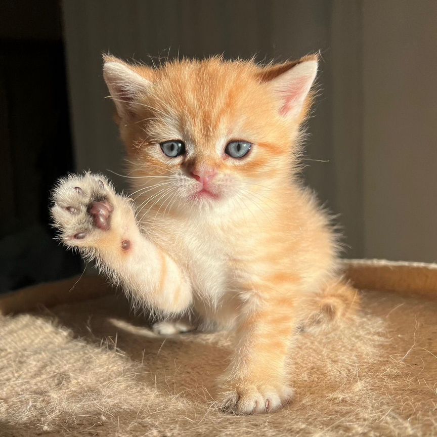 Шотланский прямоухий котенок