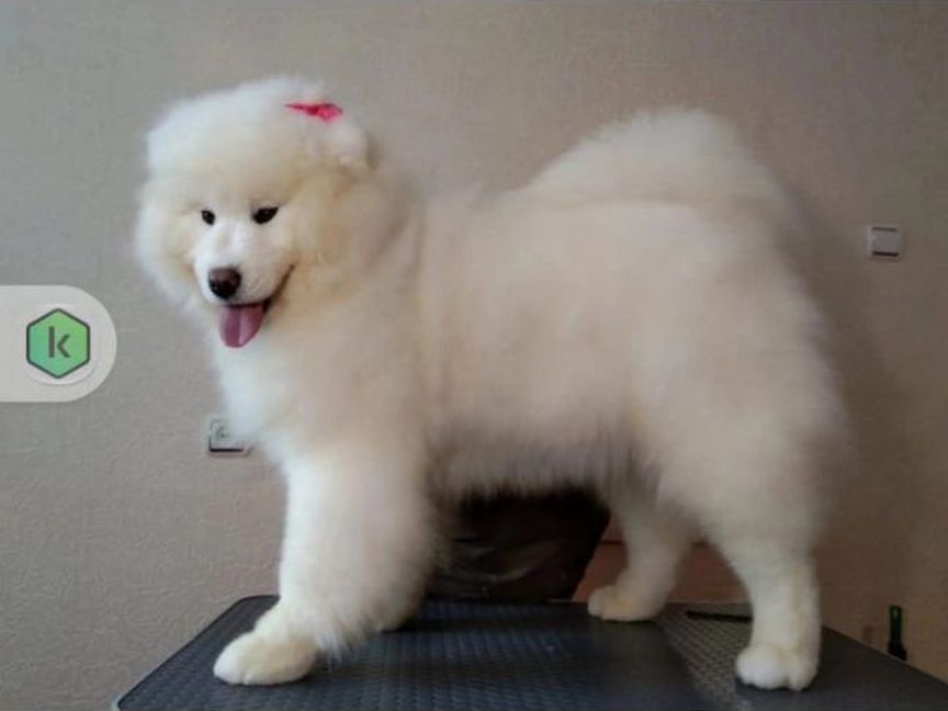 Самоедская лайка щенки