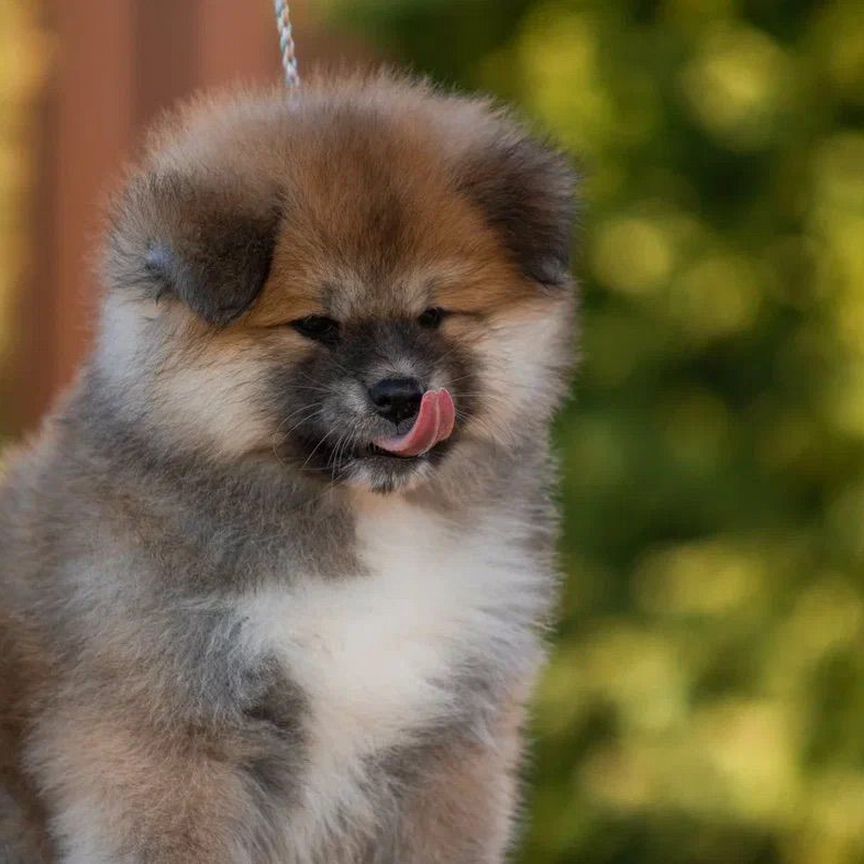 Акита -флаффи