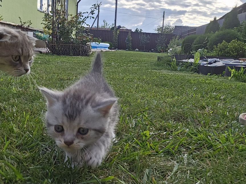 Котенок