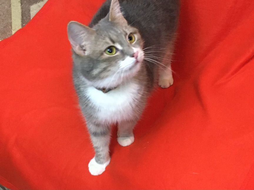Кошка в семью