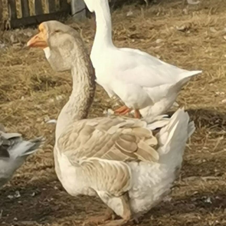 Холмогорские гуси