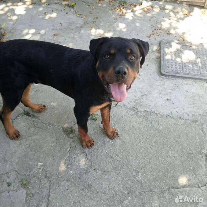 Щенок ротвейлера