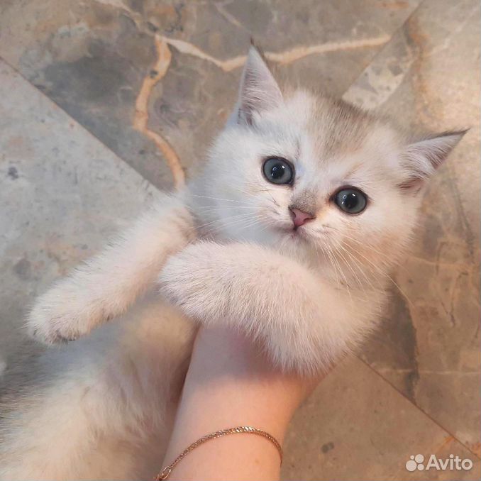 Британские серебряные шиншиллы котята