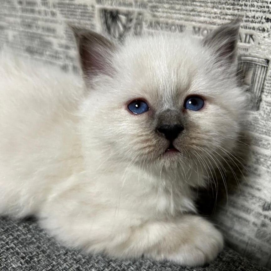 Котик Священной Бирмы