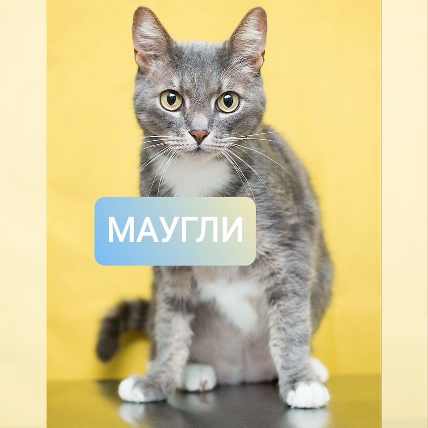 Взрослый кот в добрые руки