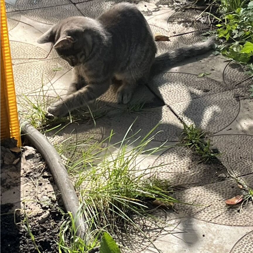 Отдадим котенка в добрые руки