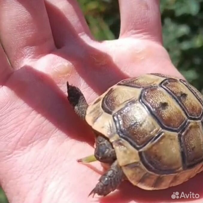 Молоденькие ручные сухопутные черепашки