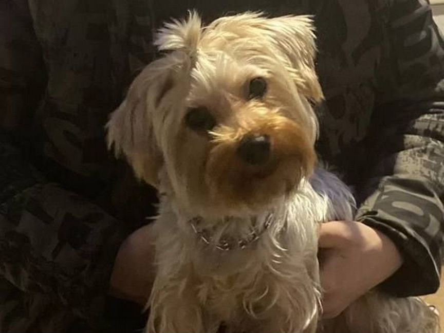 Йоркширский терьер