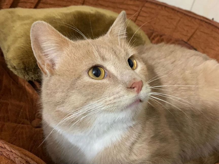 Рыжий котик