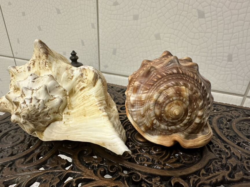 Ракушки океанские