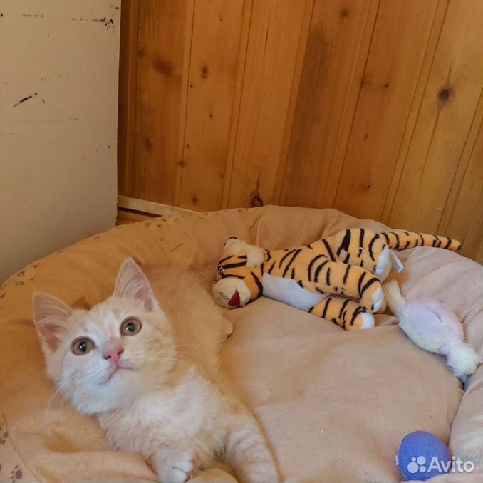 Солнечный котёнок ищет семью