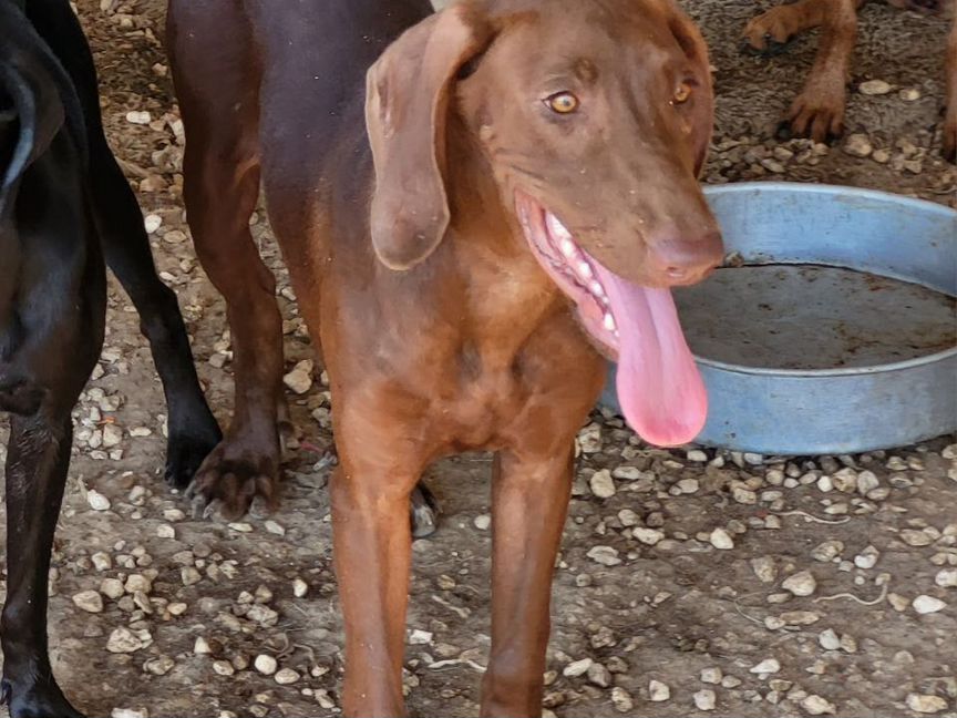 Собака в добрые руки