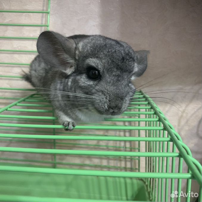 Шиншиллы с клеткой мальчик и девочка