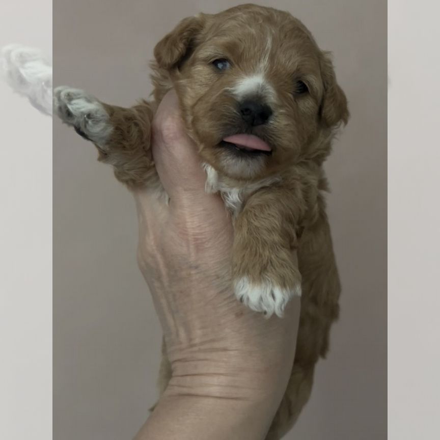 Мальтипу, щенок