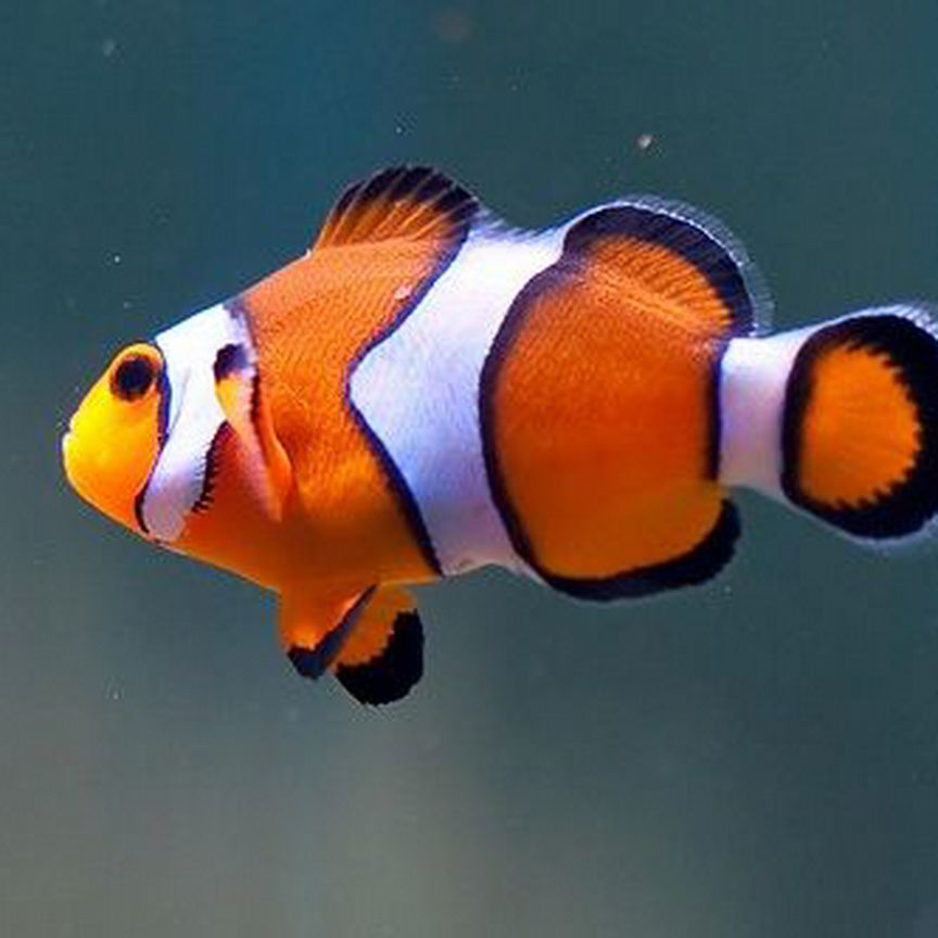 Аквариумные рыбы